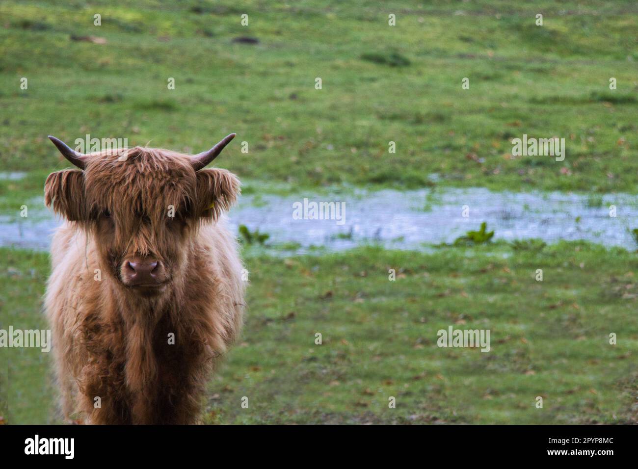 Healthy breeding hi-res stock photography and images - Alamy