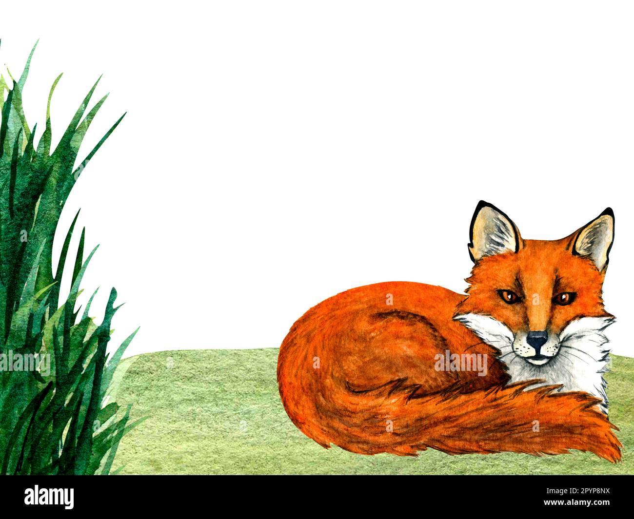 Watercolor wild forest animals: fox on forest lawn scene. Woodland hand ...