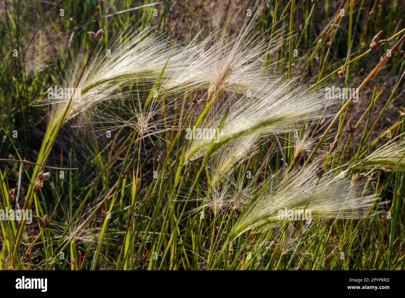 October brings autumn colors to the plants along the shores of Mono ...