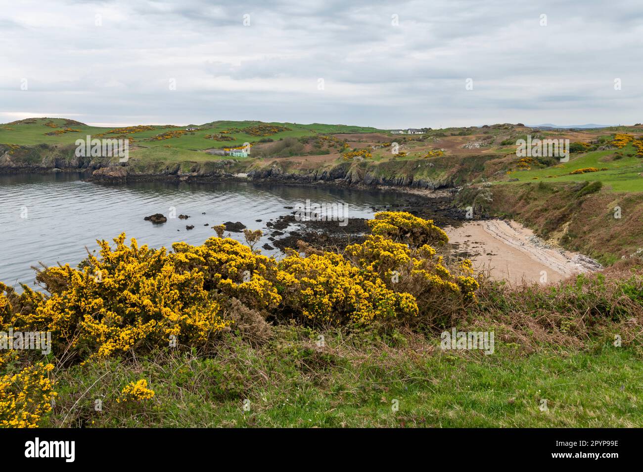 The Anglesey coast path at Porth Wen near Amlwch on a spring morning in ...