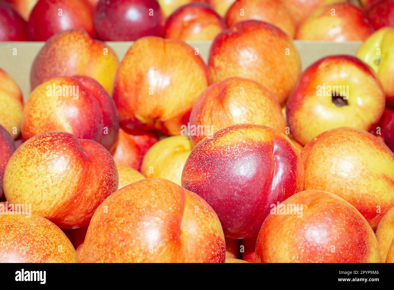 An arrangement of fresh, ripe apples featuring a mix of red and yellow ...