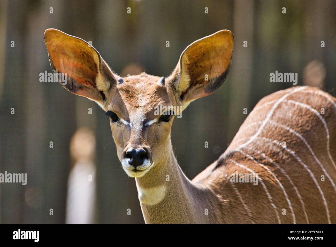 Impala antelope looks interested and funny into the camera Stock Photo ...