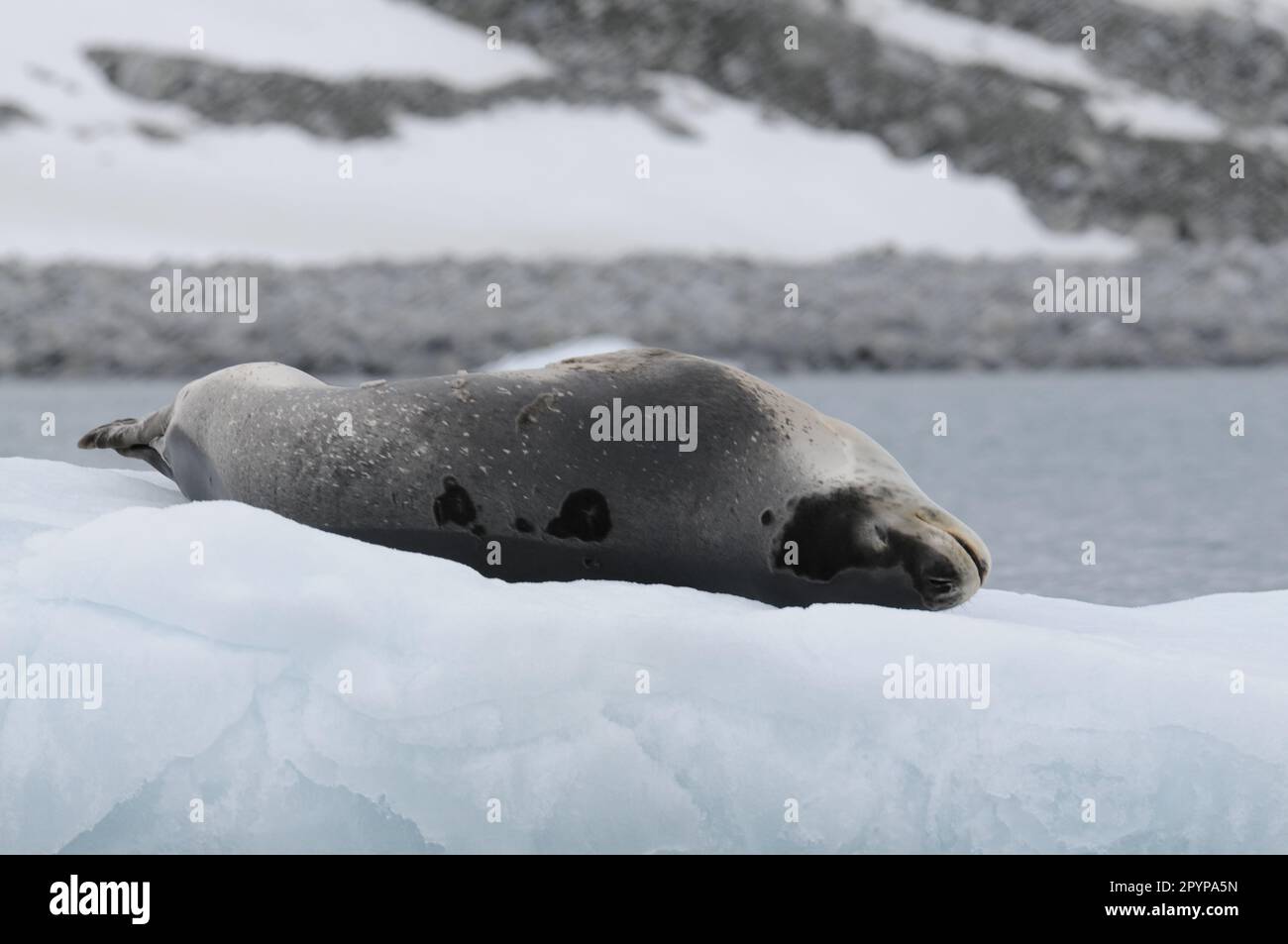 Leopard seal snoozing on ice, Antarctica Stock Photo - Alamy