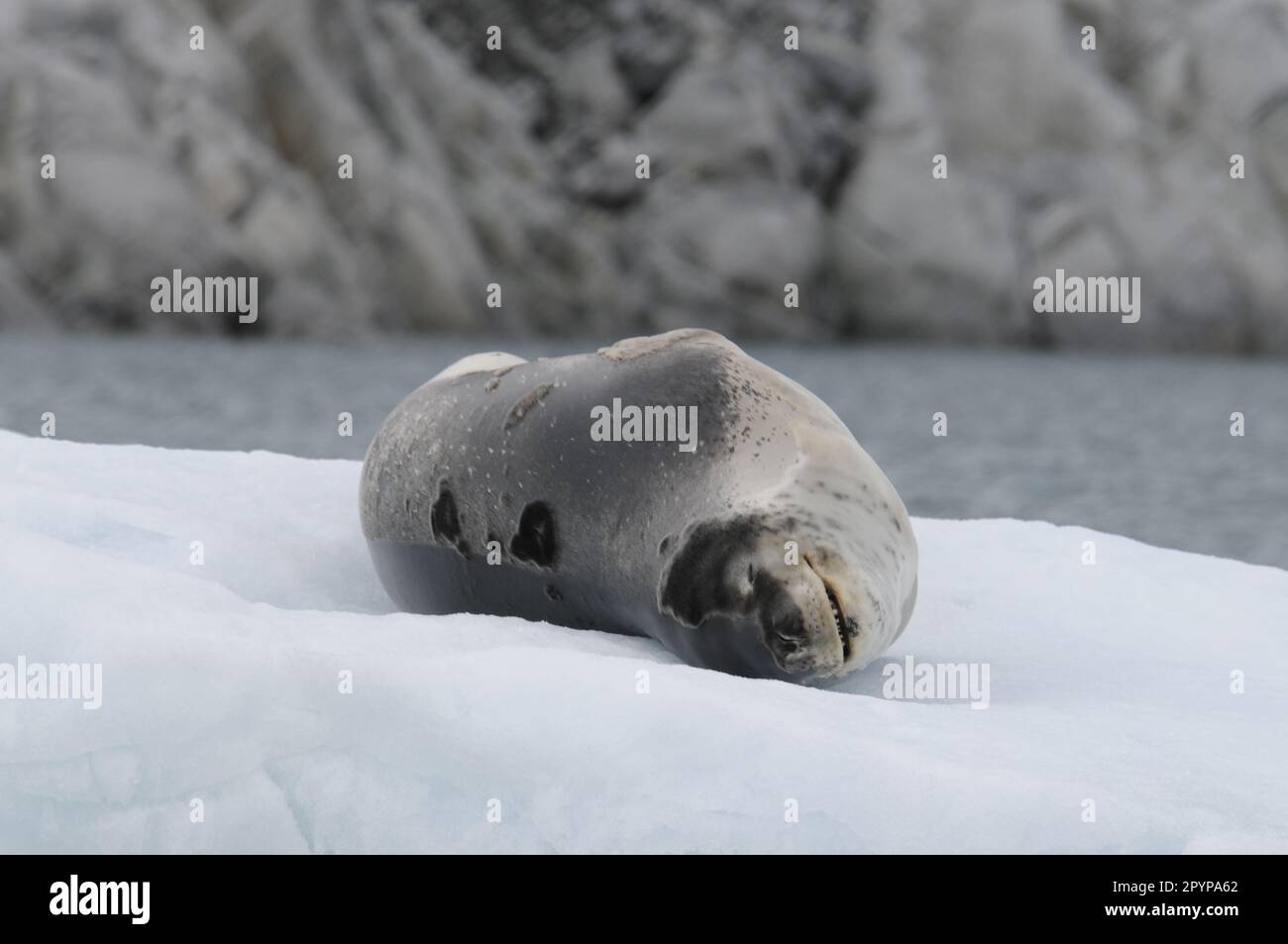 Leopard seal snoozing on ice, Antarctica Stock Photo - Alamy