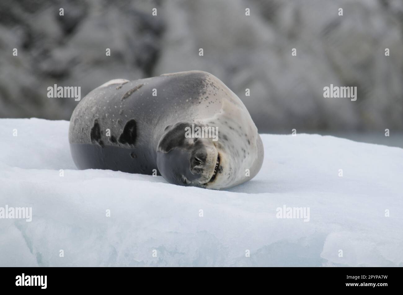 Leopard seal snoozing on ice, Antarctica Stock Photo - Alamy