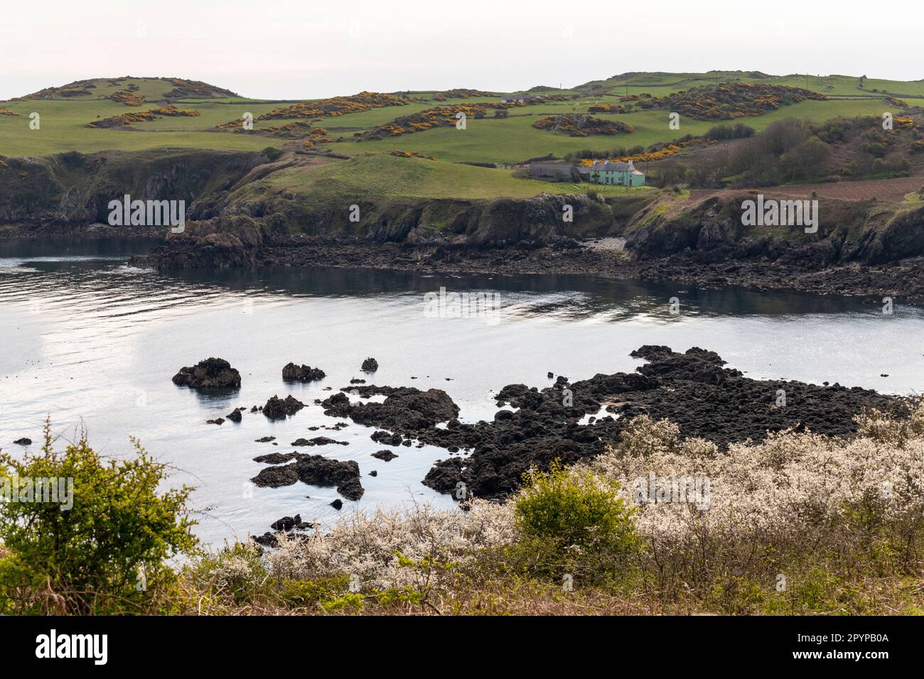 The rocky cove at Porth Wen near Amlwch on the north coast of Anglesey ...
