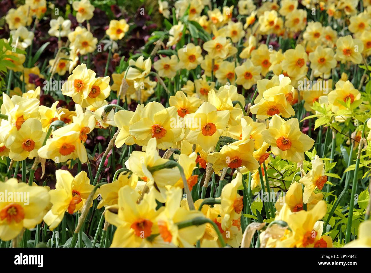 Narcissus 'Pipe Major' in flower Stock Photo - Alamy