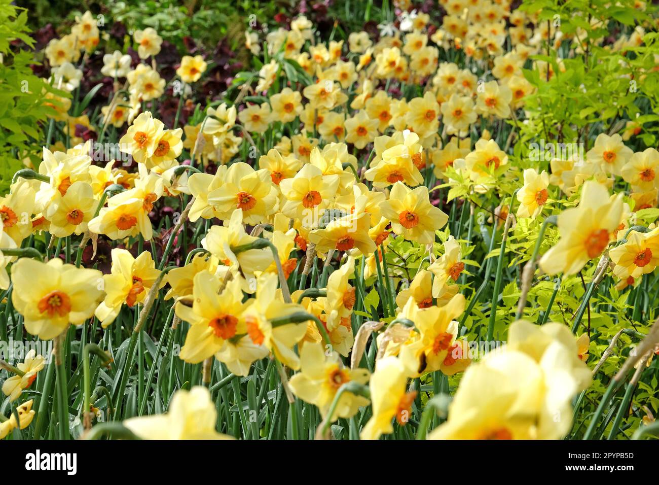 Pipe major hi-res stock photography and images - Alamy