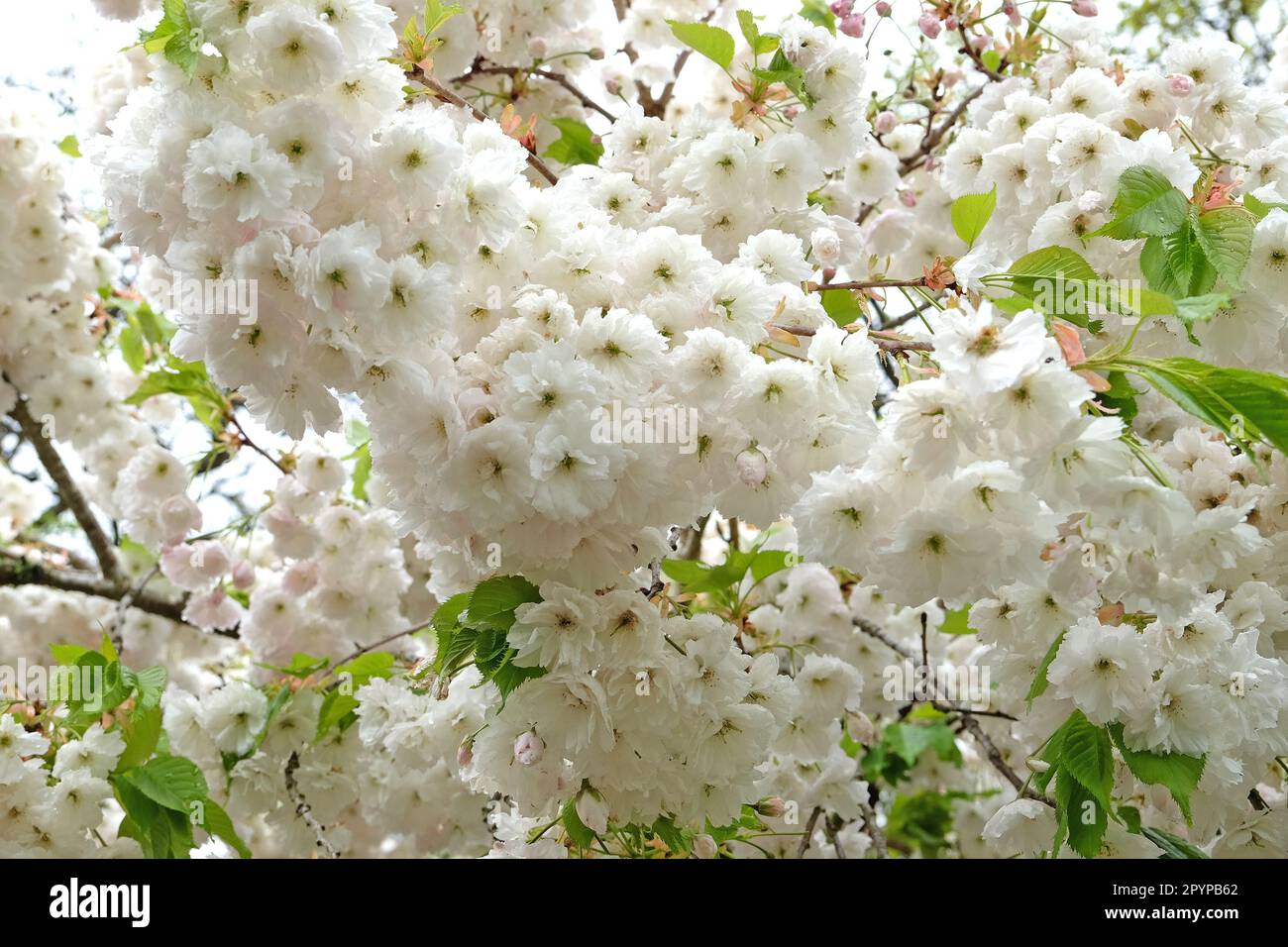 Prunus cherry blossom Prunus 'Shogetsu' in flower Stock Photo - Alamy