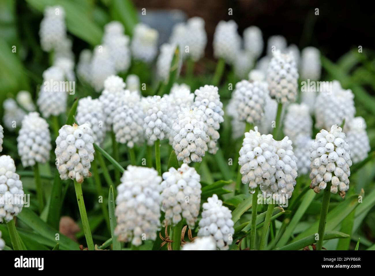 White magic hi-res stock photography and images - Alamy