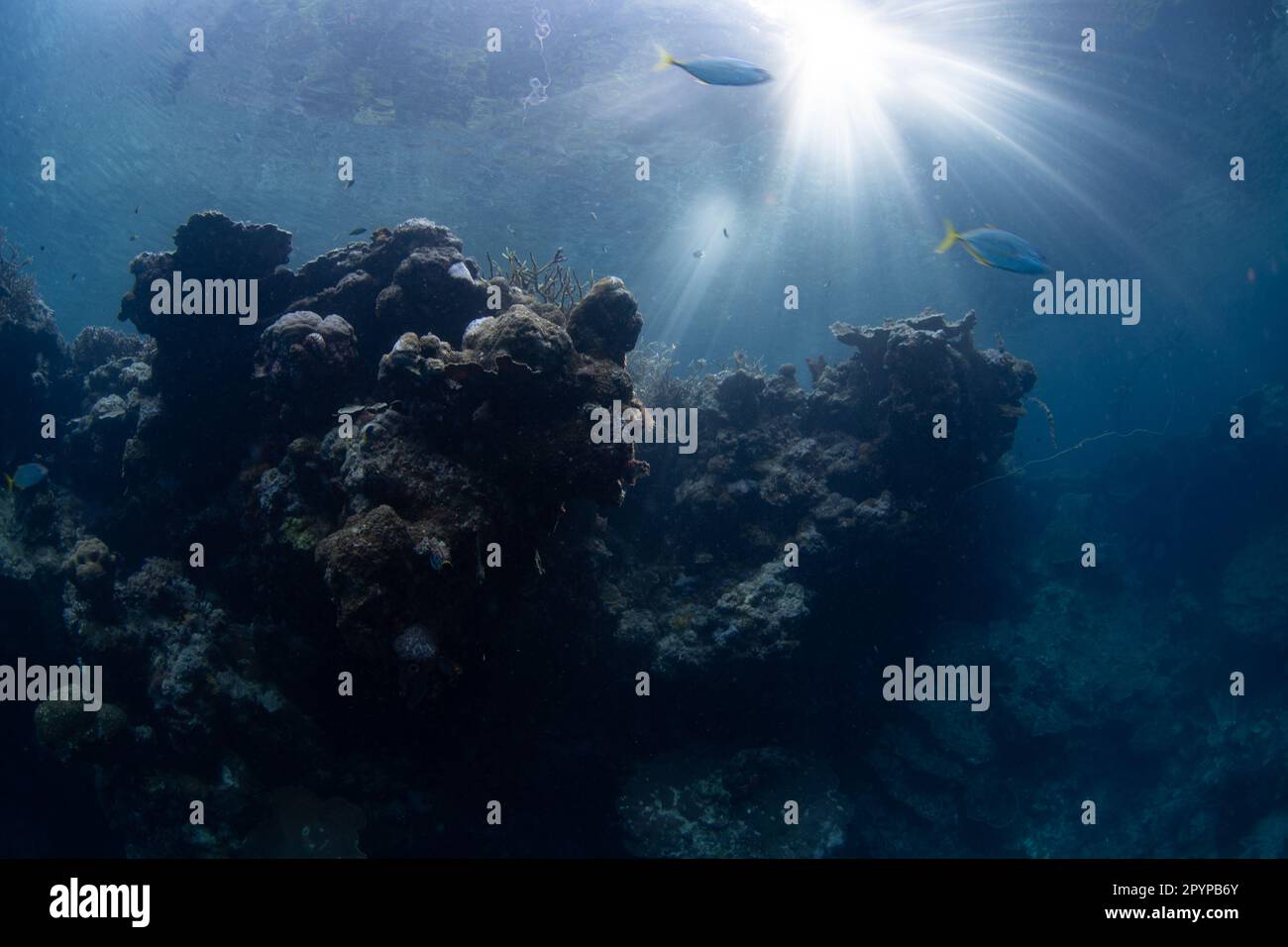 Corals grow right to the edge of a healthy reef drop off in Raja Ampat ...