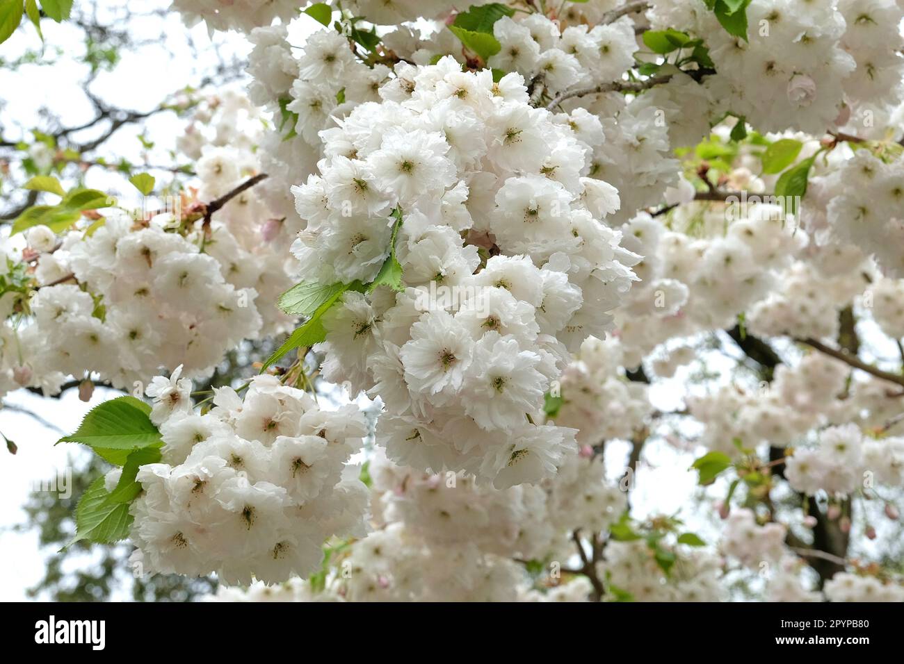 Shogetsu hi-res stock photography and images - Alamy