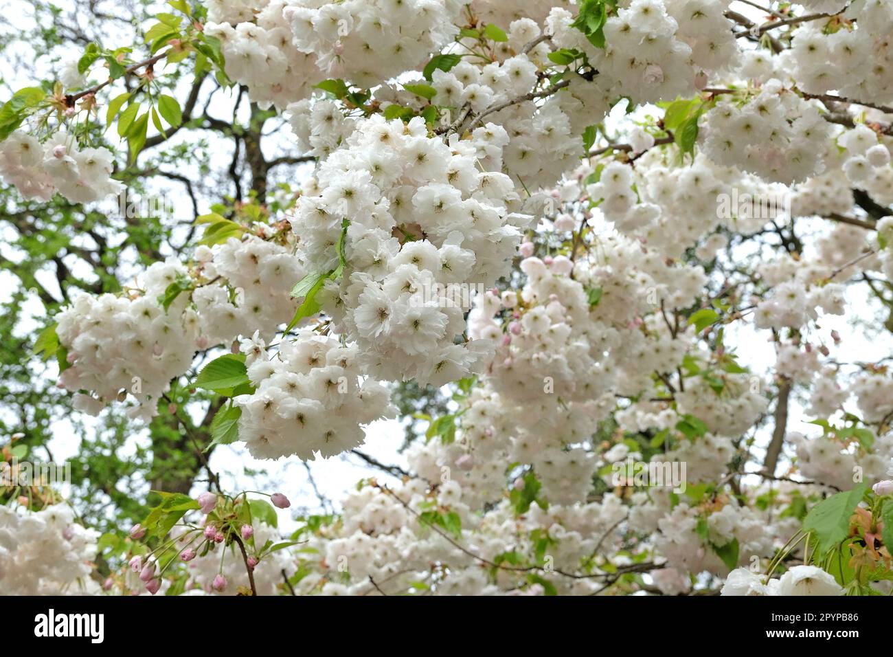 Prunus cherry blossom Prunus 'Shogetsu' in flower Stock Photo - Alamy