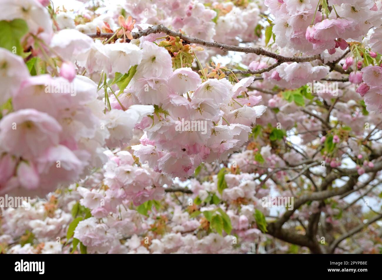 Prunus cherry blossom Prunus 'Shogetsu' in flower Stock Photo - Alamy