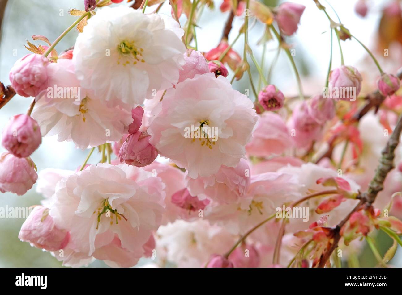 Prunus serrulata cherry blossom 'Fugenzo' in flower Stock Photo - Alamy