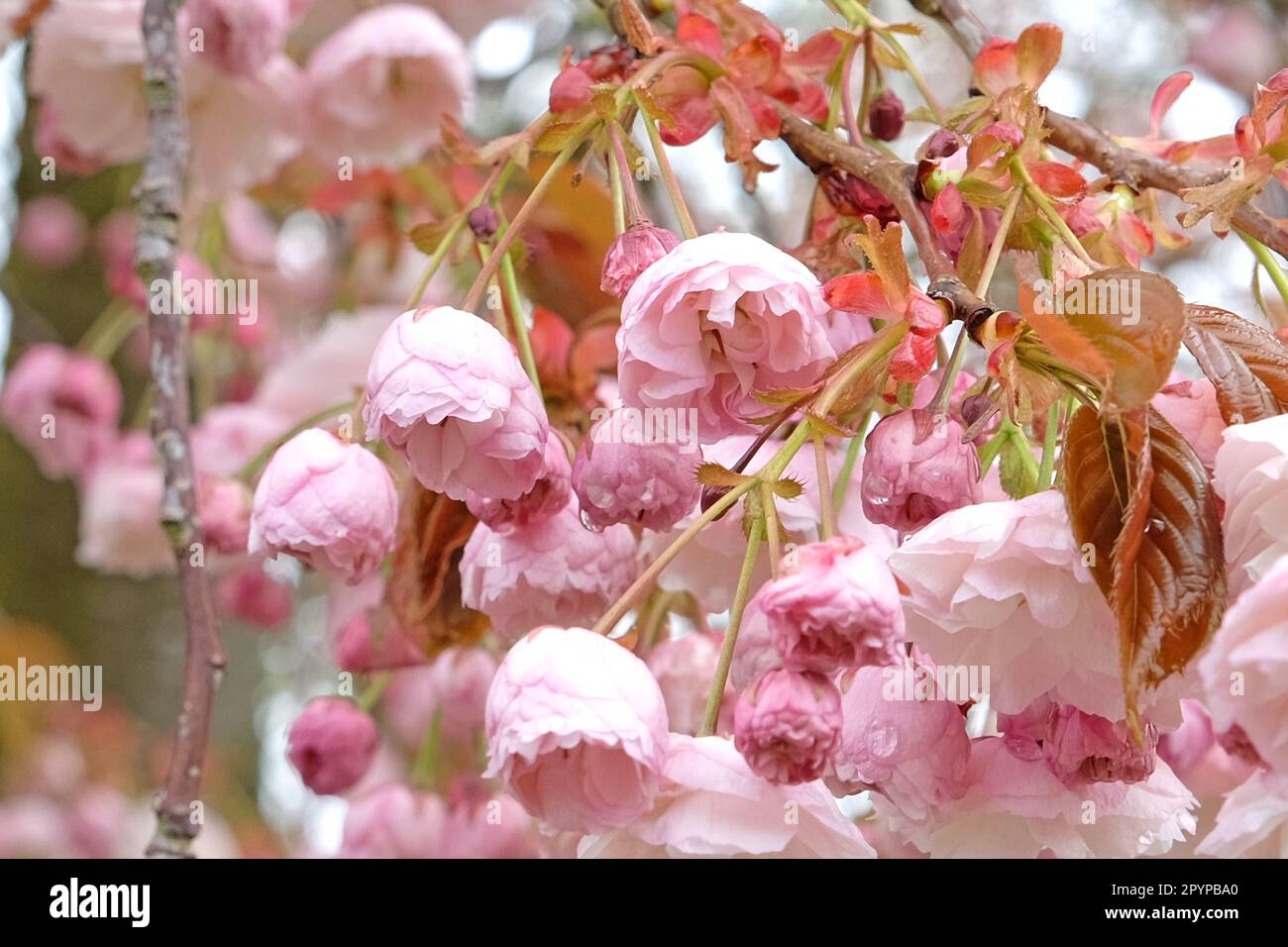 Prunus serrulata cherry blossom 'Fugenzo' in flower Stock Photo - Alamy