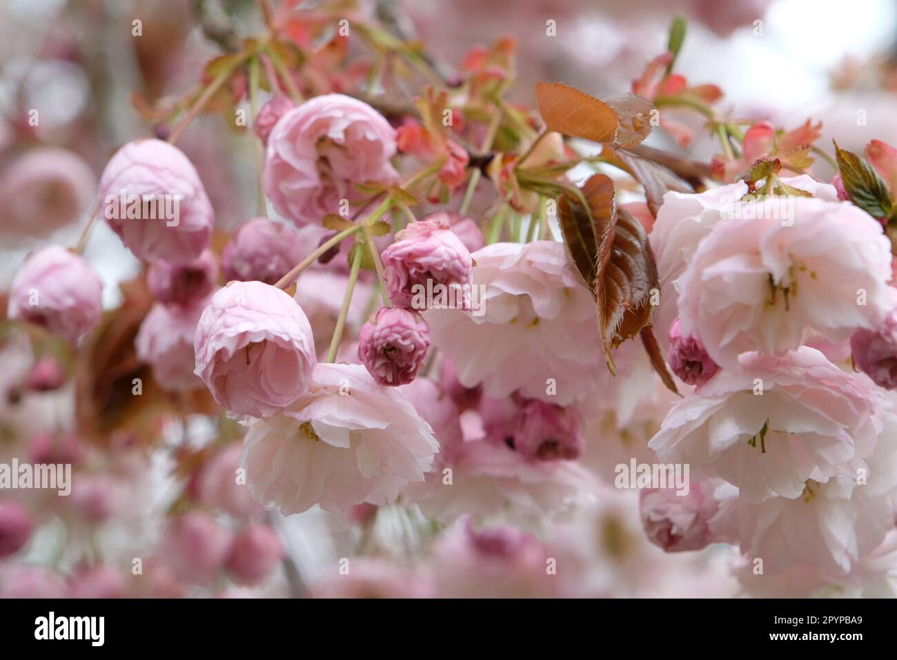 Prunus serrulata cherry blossom 'Fugenzo' in flower Stock Photo - Alamy