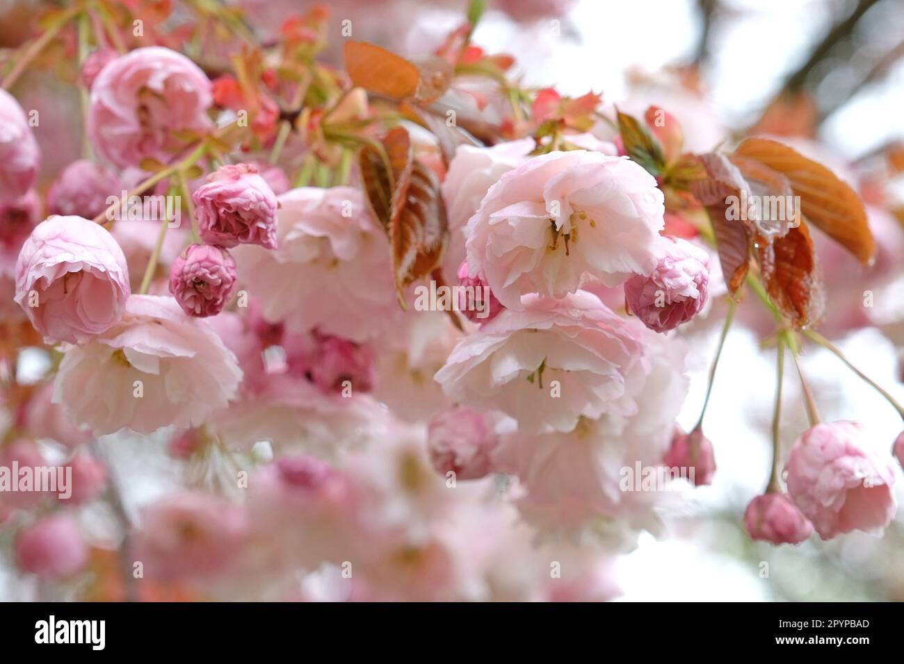 Prunus serrulata cherry blossom 'Fugenzo' in flower Stock Photo - Alamy