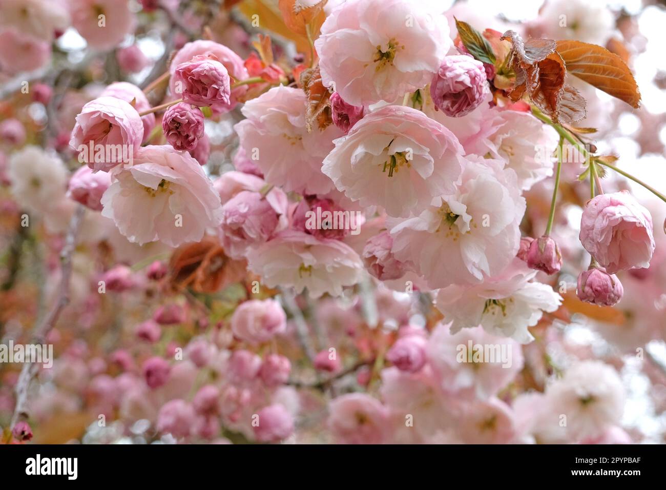 Prunus serrulata cherry blossom 'Fugenzo' in flower Stock Photo - Alamy