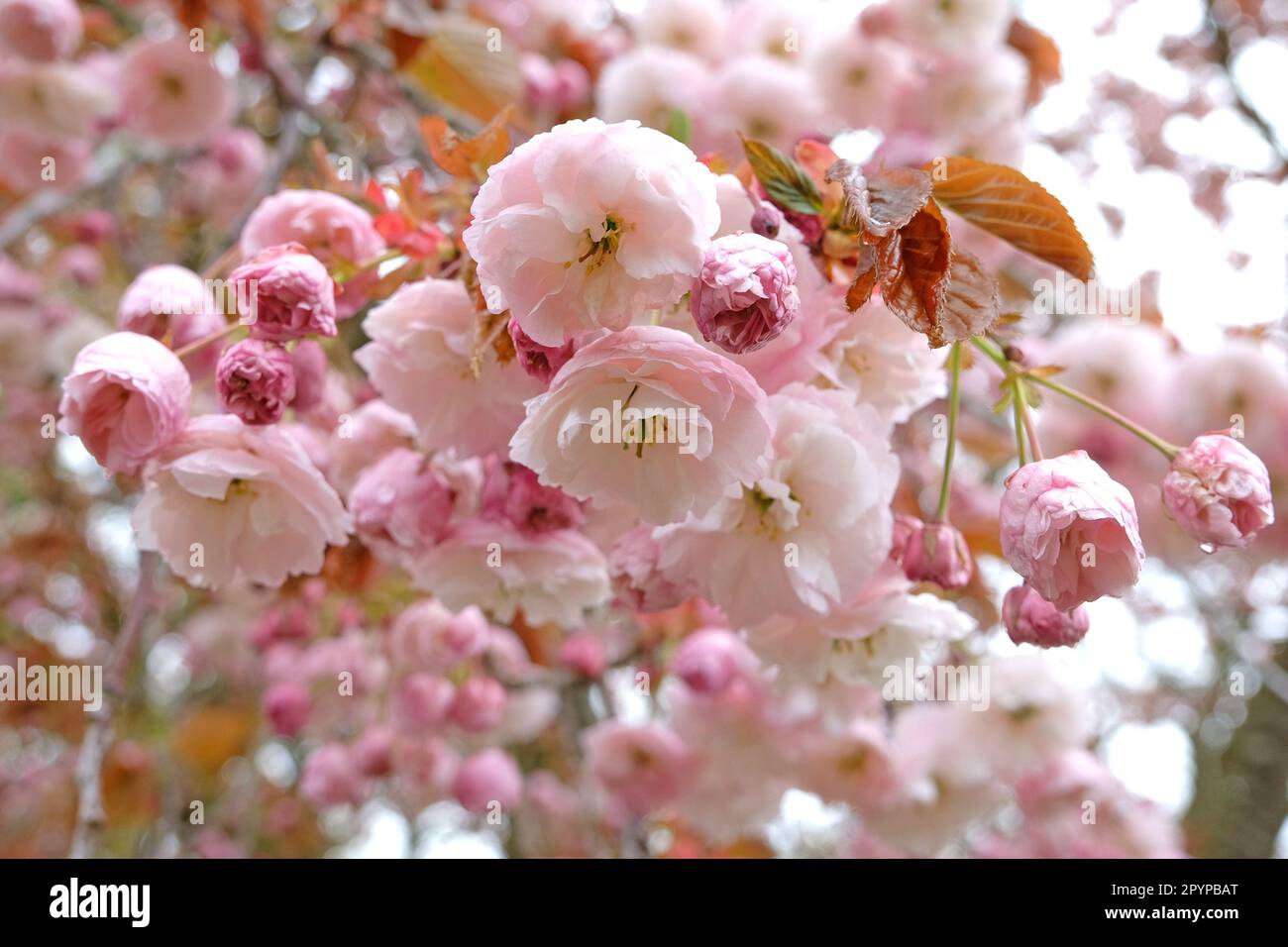 Prunus serrulata cherry blossom 'Fugenzo' in flower Stock Photo - Alamy