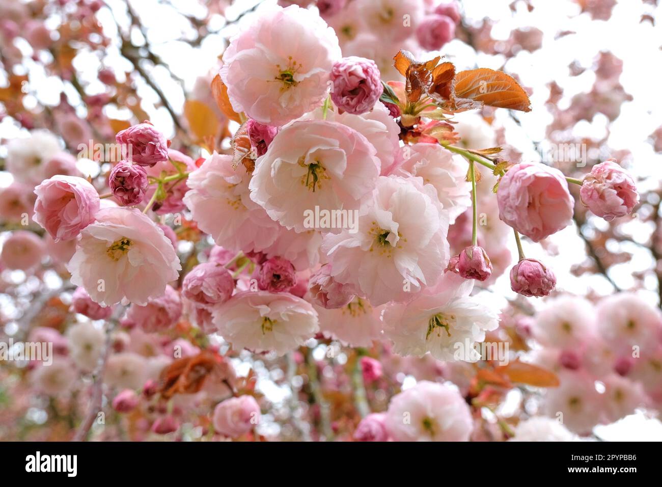 Prunus serrulata cherry blossom 'Fugenzo' in flower Stock Photo - Alamy
