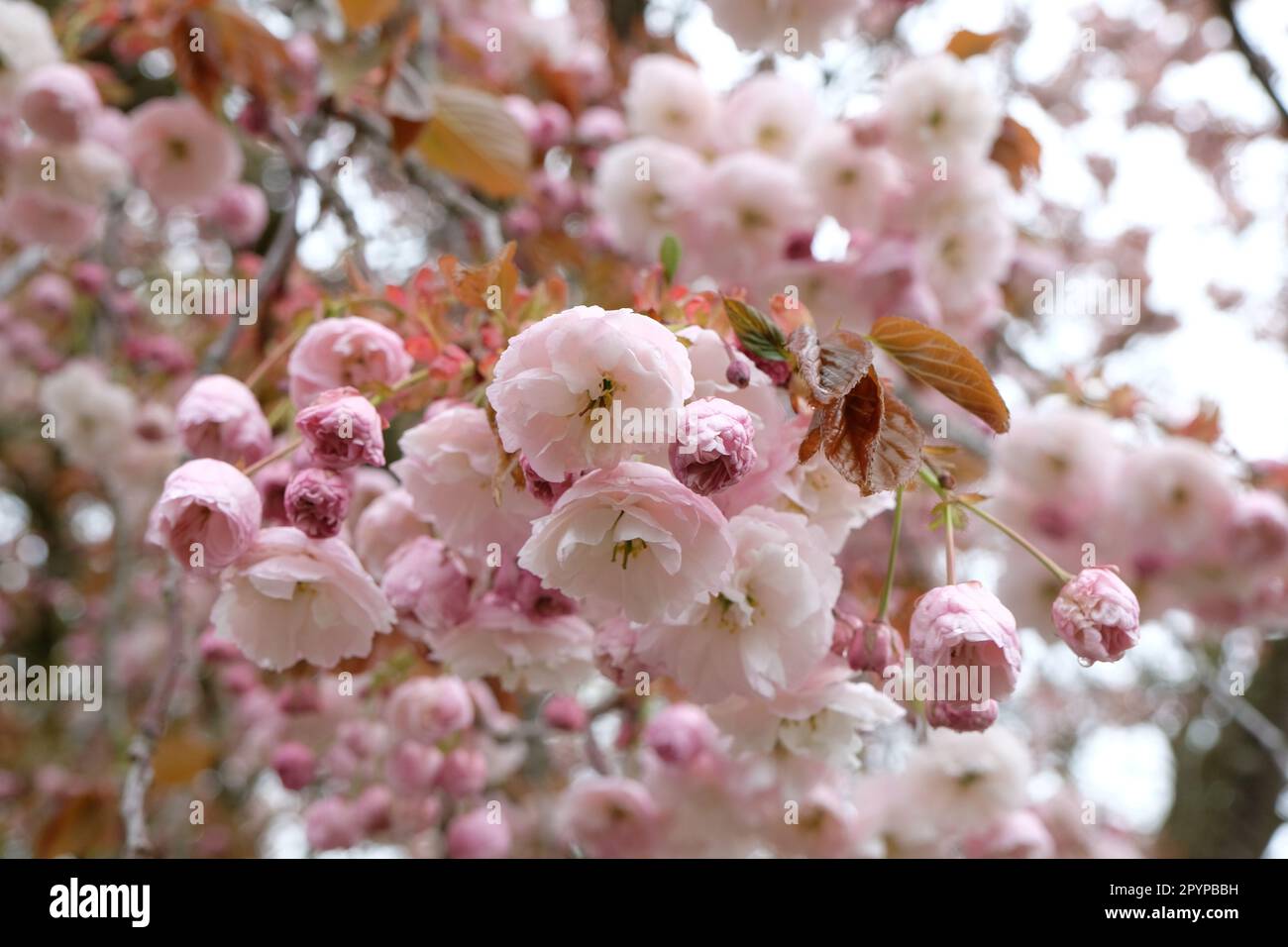 Prunus serrulata cherry blossom 'Fugenzo' in flower Stock Photo - Alamy