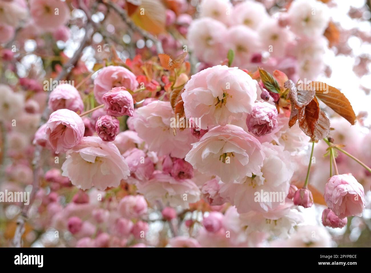 Prunus serrulata cherry blossom 'Fugenzo' in flower Stock Photo - Alamy