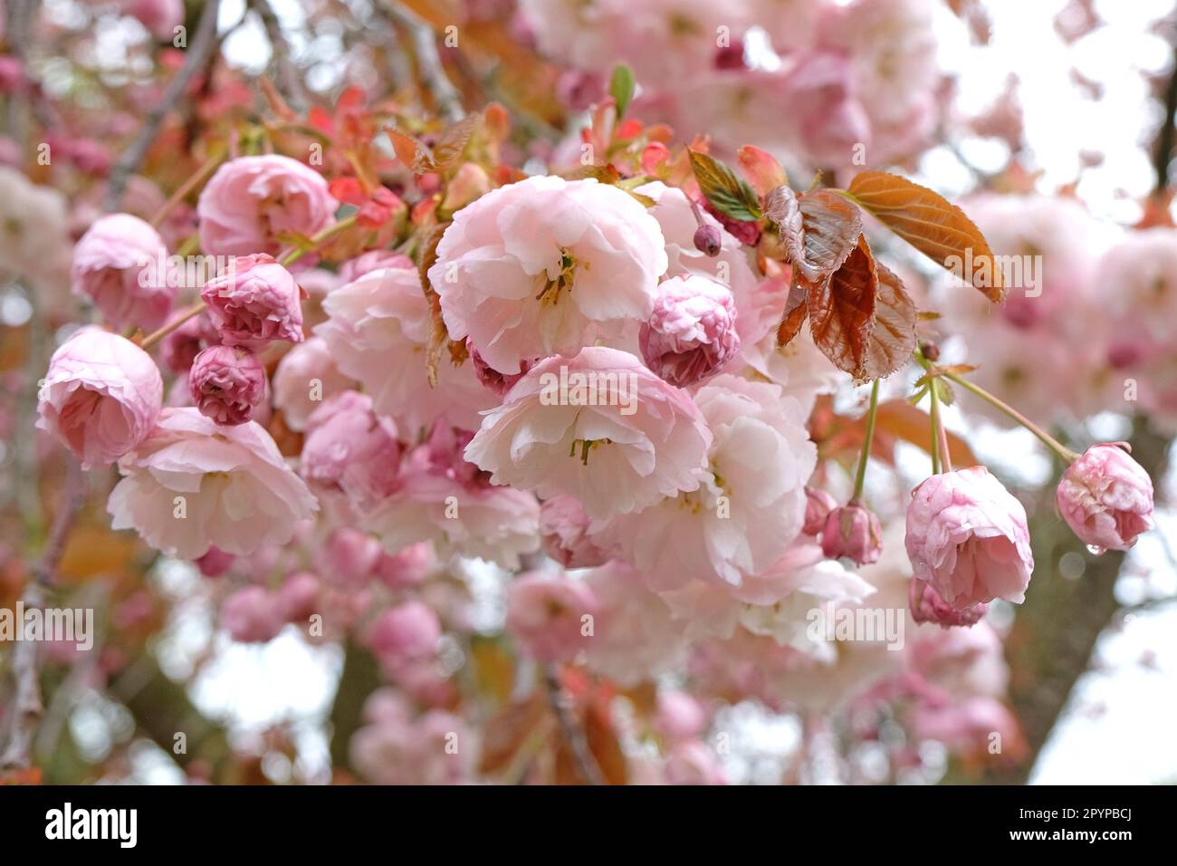 Prunus serrulata cherry blossom 'Fugenzo' in flower Stock Photo - Alamy