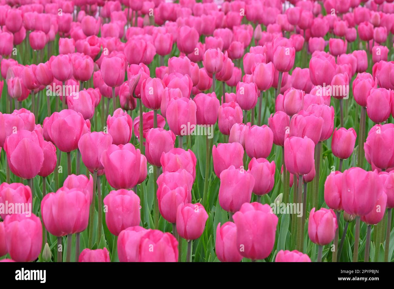 Triumph Tulip 'Don Quichotte' in flower Stock Photo - Alamy