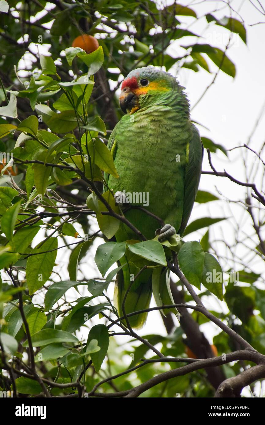 Green Parrot With Red Beak