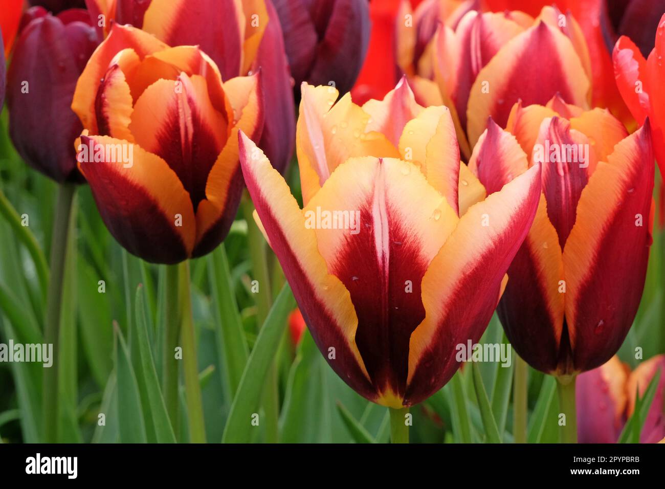 Triumph tulip slawa hi-res stock photography and images - Alamy