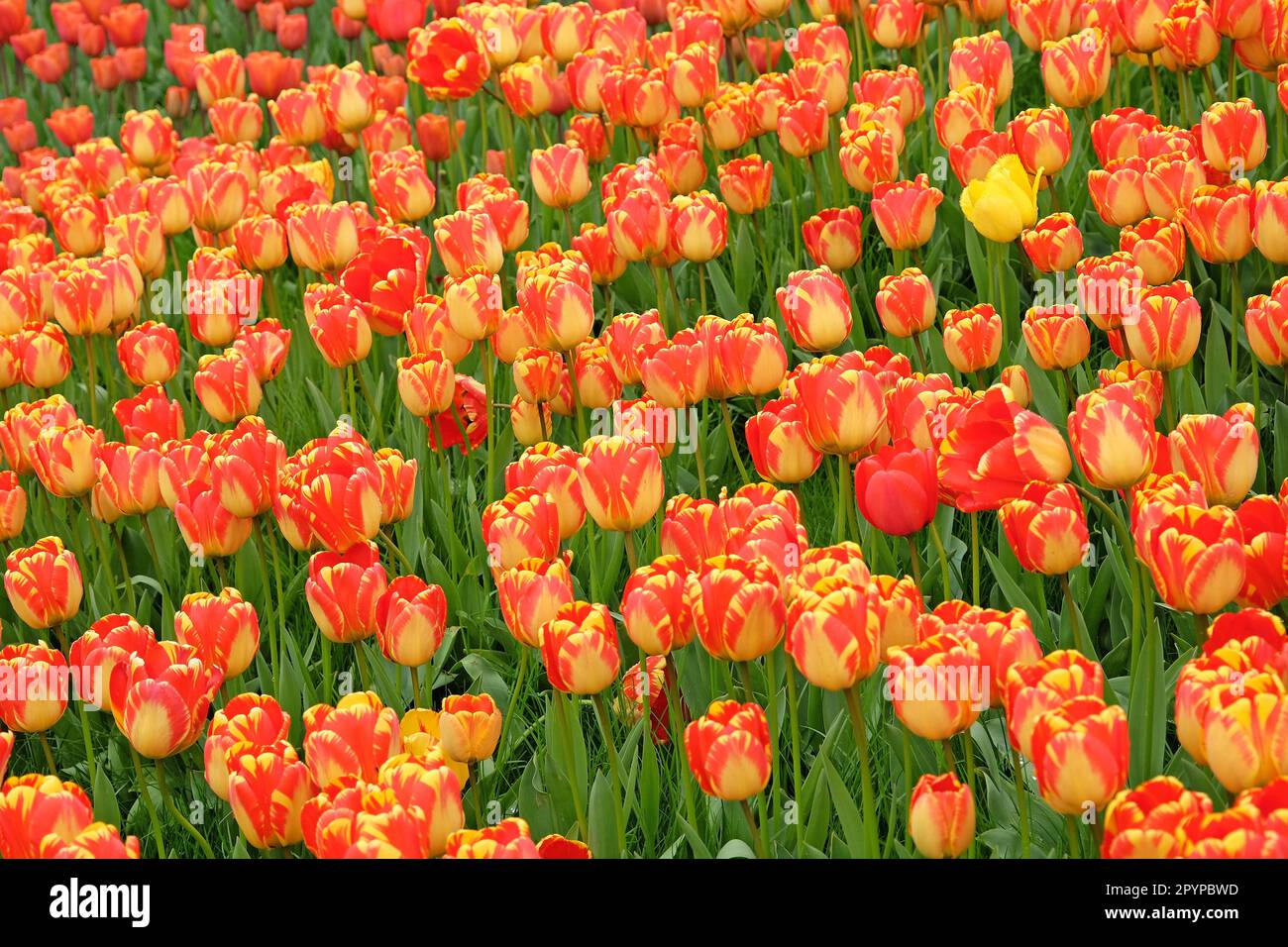 Darwin hybrid Tulip 'Banja Luka' in flower Stock Photo - Alamy