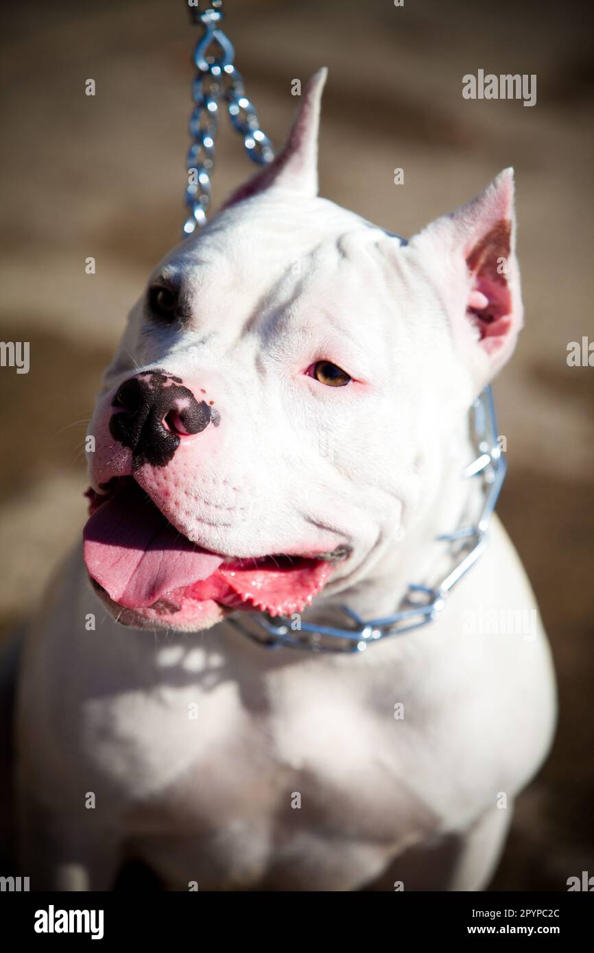 White Pit Bull Dog Stock Photo - Alamy