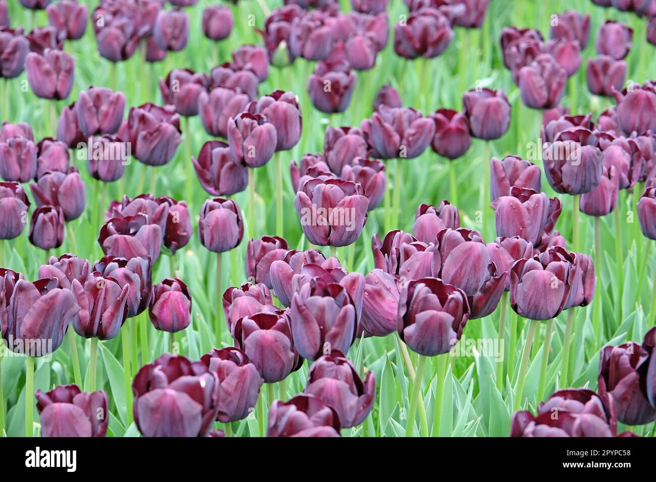 Triumph Tulip 'Paul Scherer' in flower Stock Photo - Alamy
