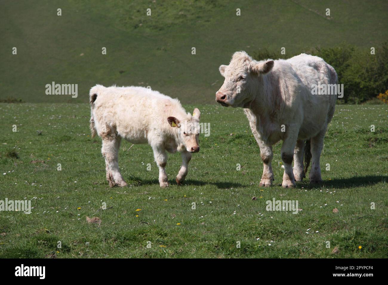 Cattle grazing on the south downs Adur Valley near Shoreham West Sussex ...