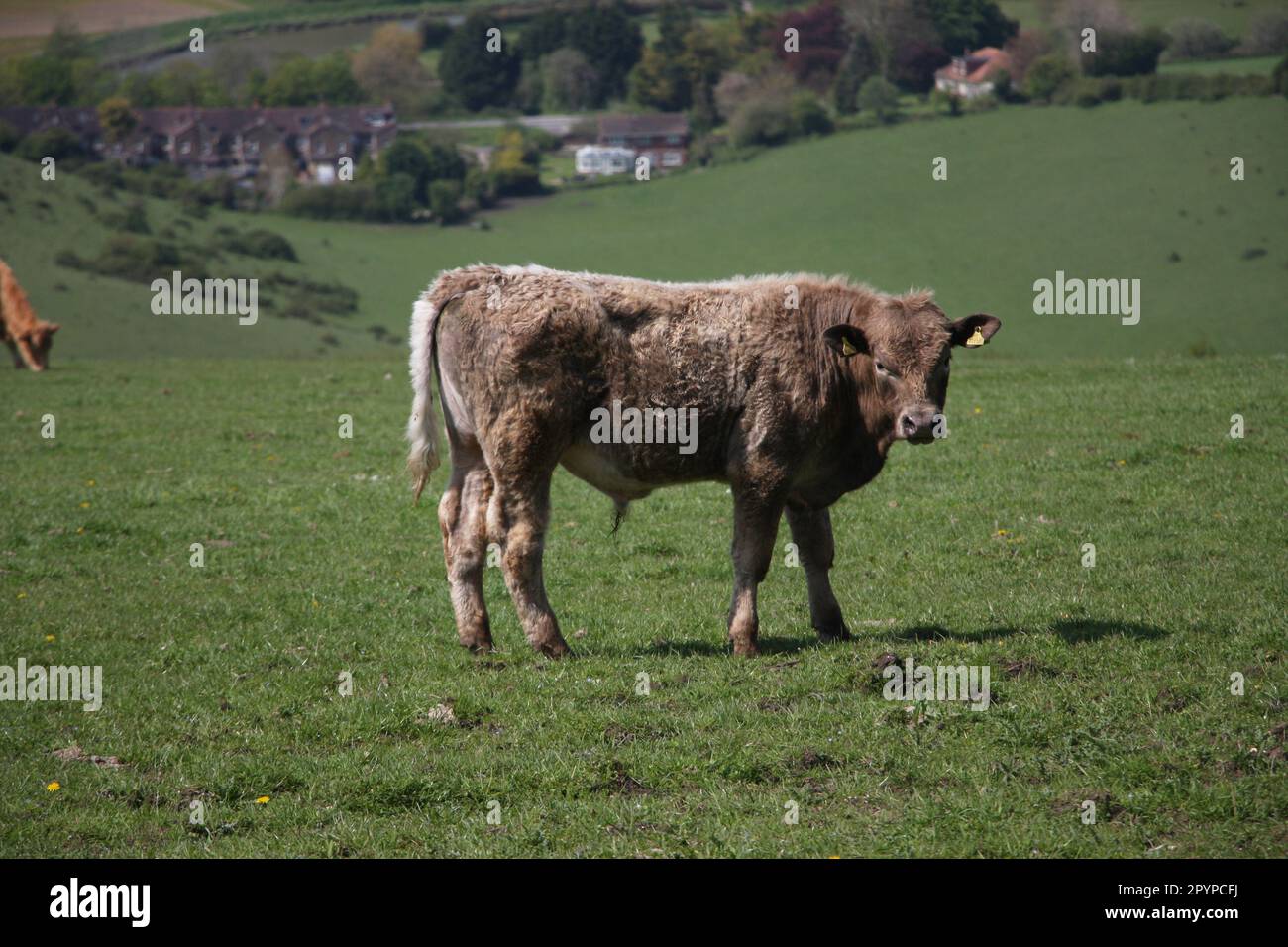 Cattle grazing on the south downs Adur Valley near Shoreham West Sussex ...