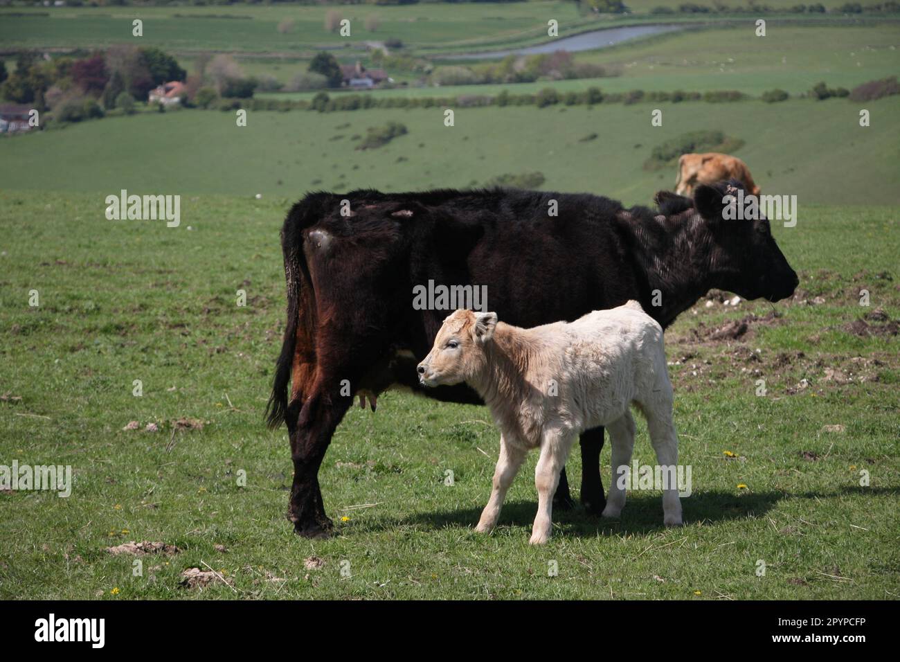 Cattle grazing on the south downs Adur Valley near Shoreham West Sussex ...