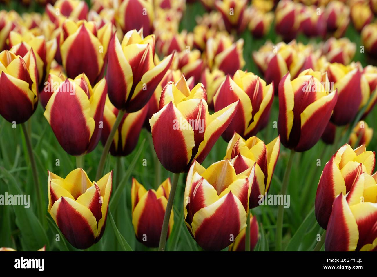 Triumph Tulip 'Gavota' in flower Stock Photo - Alamy
