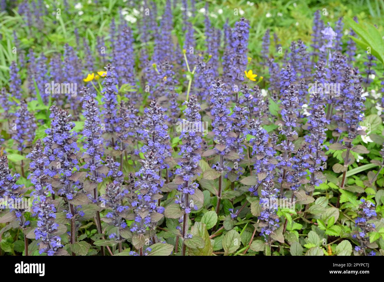 Ajuga reptans bugleweed 'Braunherz' in flower Stock Photo - Alamy