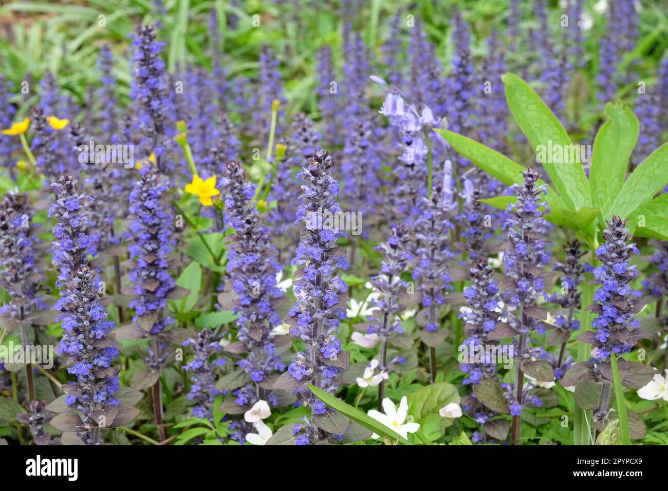 Ajuga reptans bugleweed 'Braunherz' in flower Stock Photo - Alamy