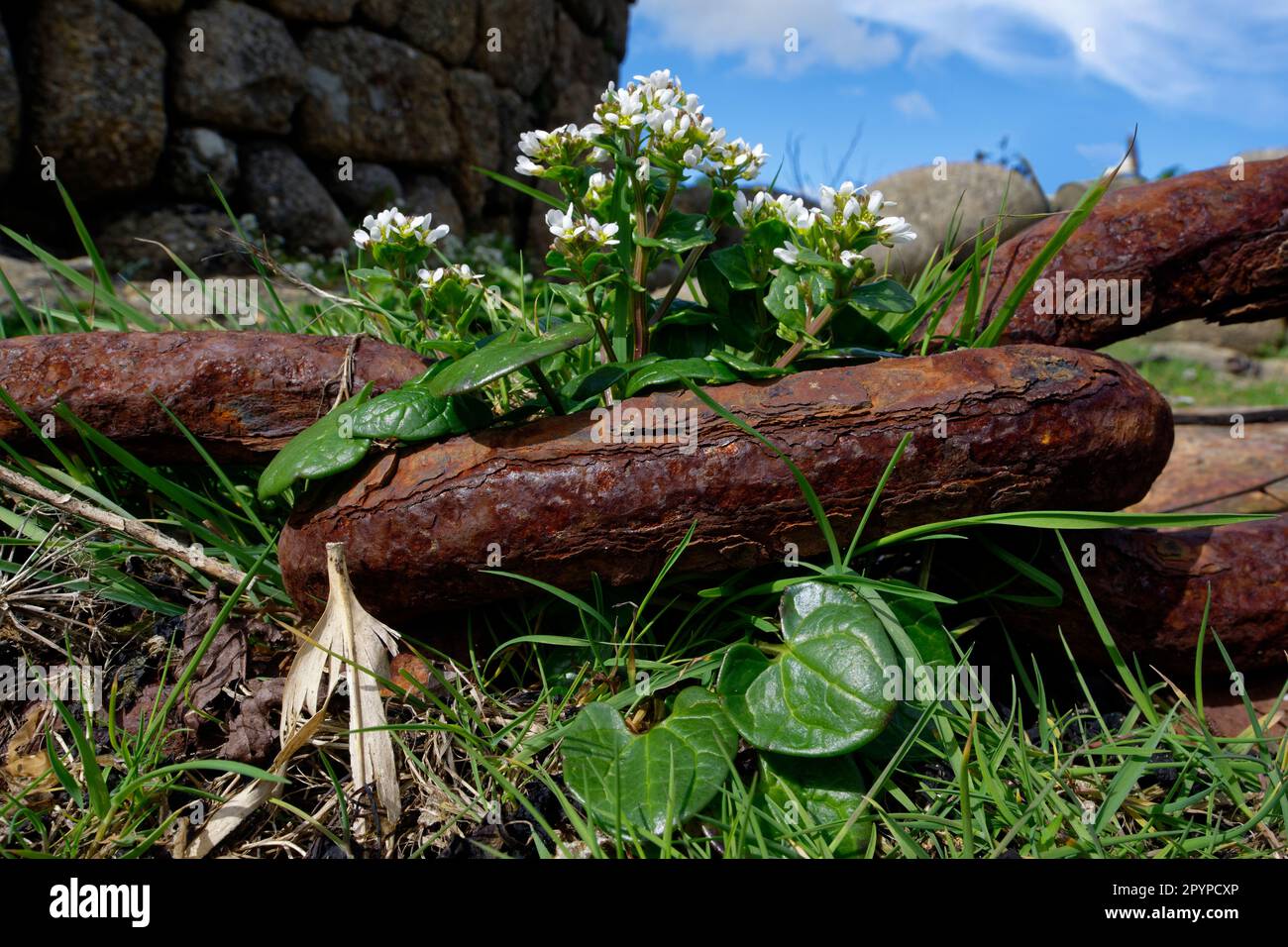 Common Scurvygrass - Cochlearia officinalis growing in rusty chain at ...