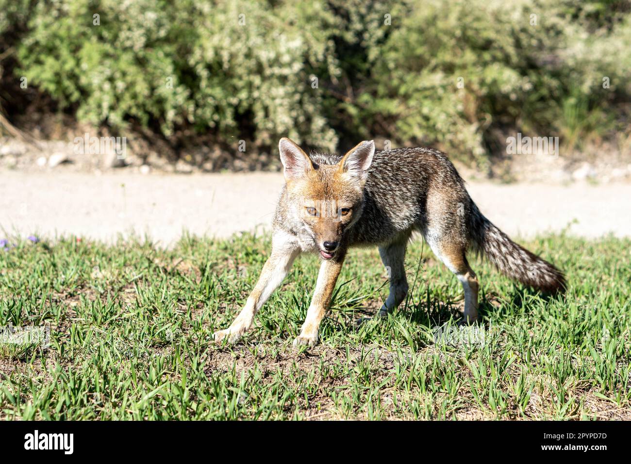 Fox in the bushes hi-res stock photography and images - Alamy