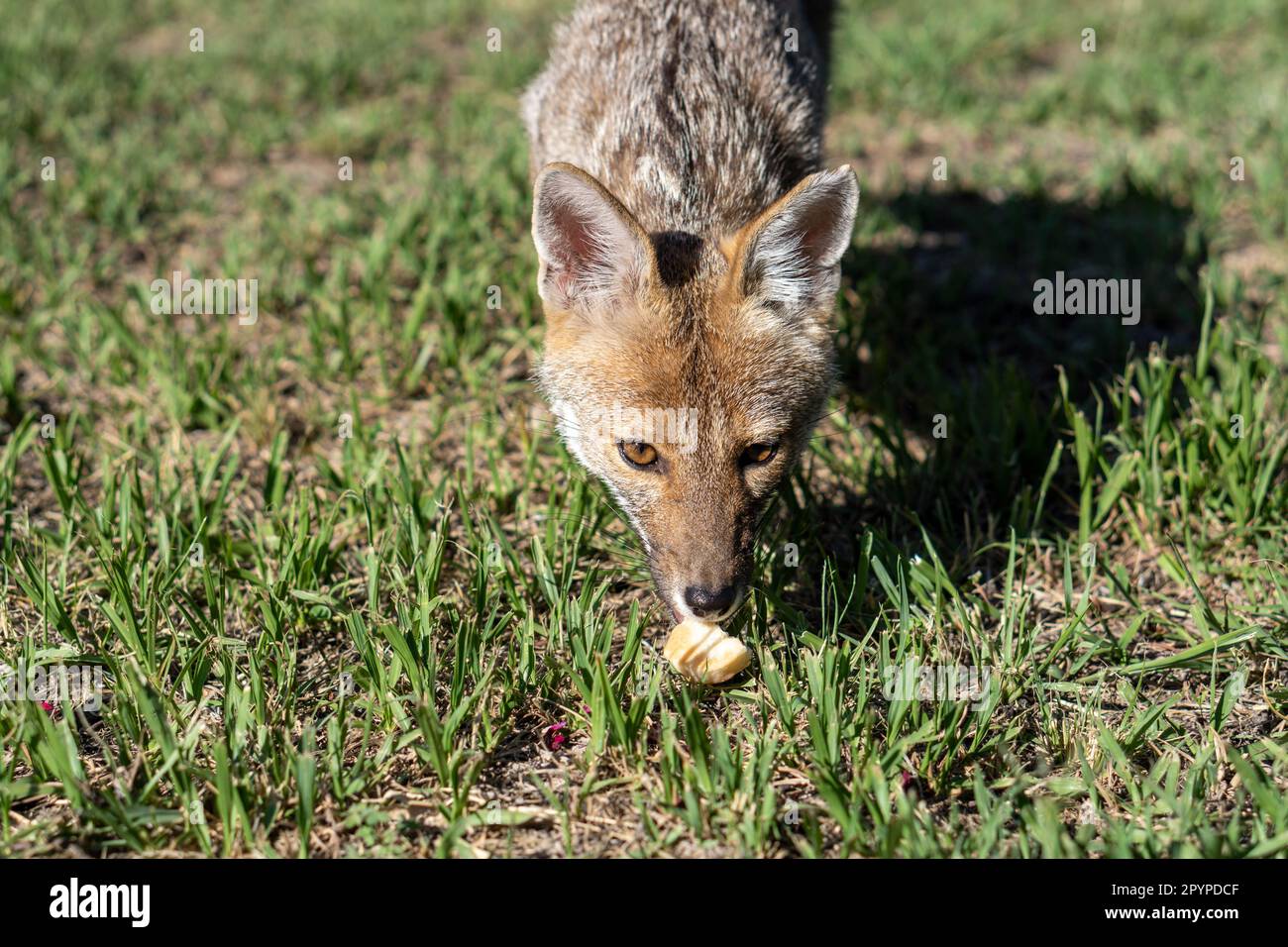 A fox is snout-deep in a lush grassy field, exploring its habitat with ...