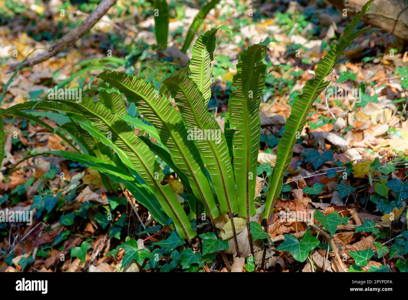 Hart's Tongue Fern - Asplenium scolopendrium in Cotswold Woodland Stock ...