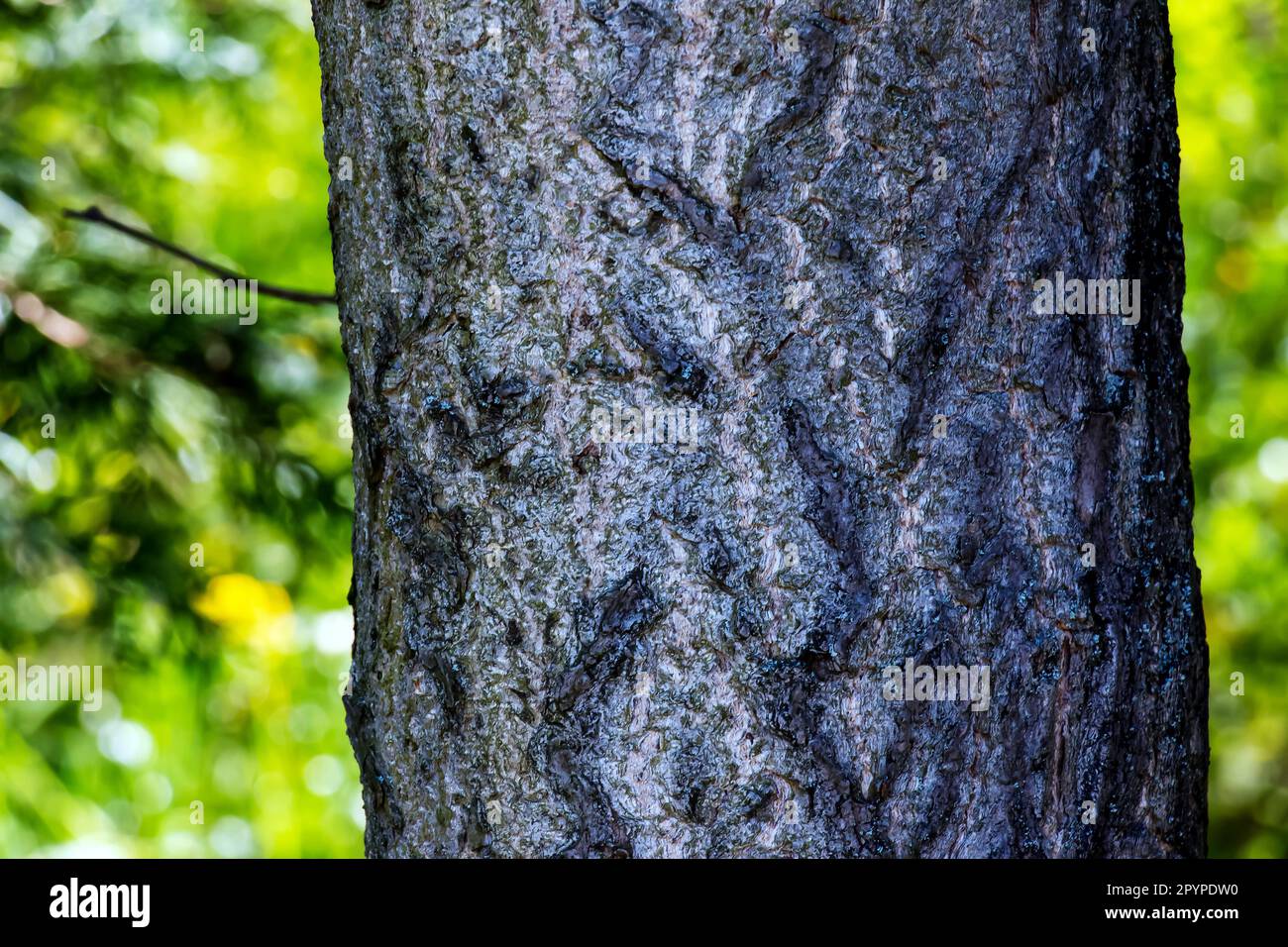 Ginkgo biloba tree bark. Tree bark background Stock Photo - Alamy