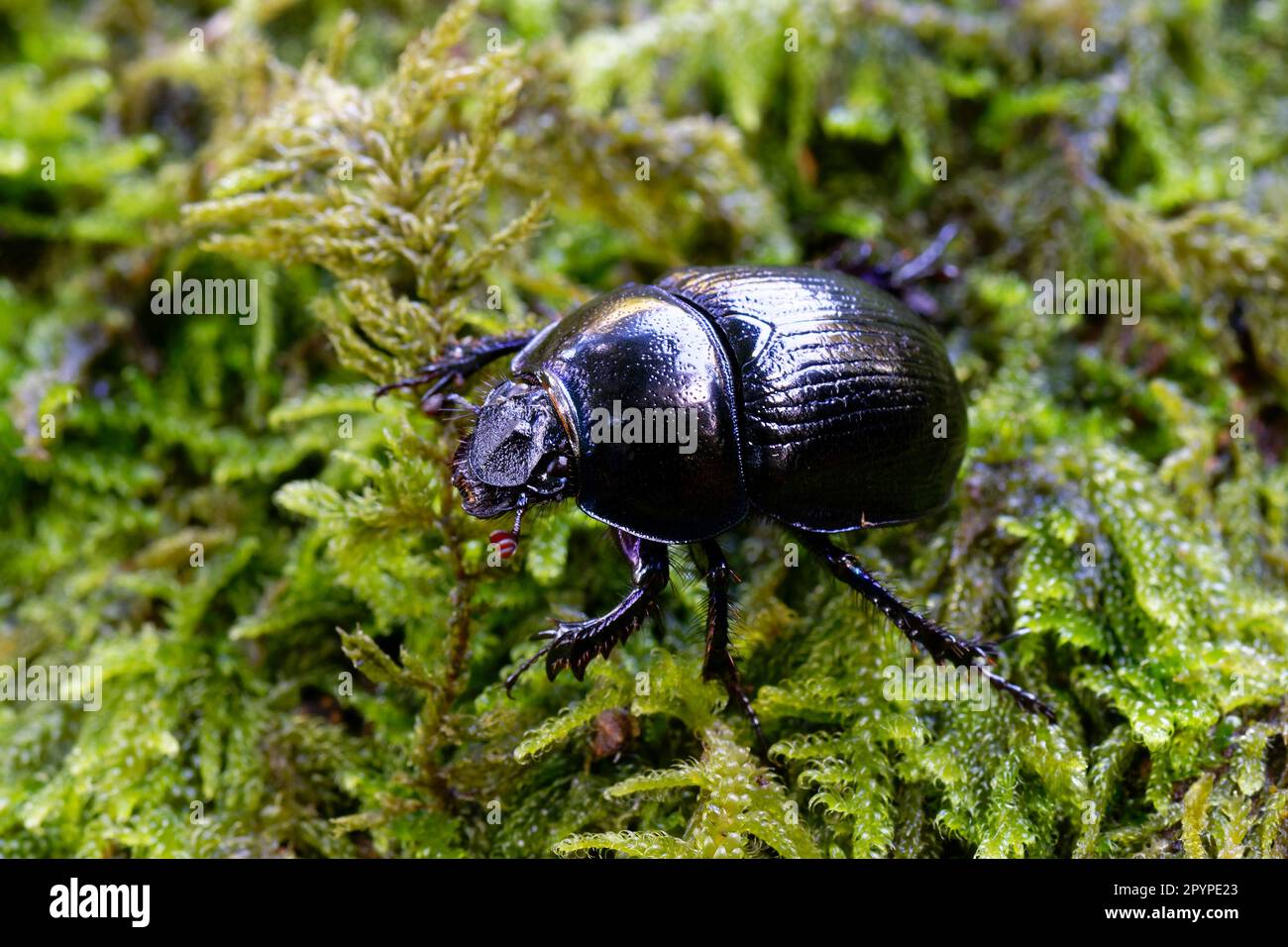 Dor Beetle - Geotrupes stercorarius, a large dung Beetle on Moss Stock ...