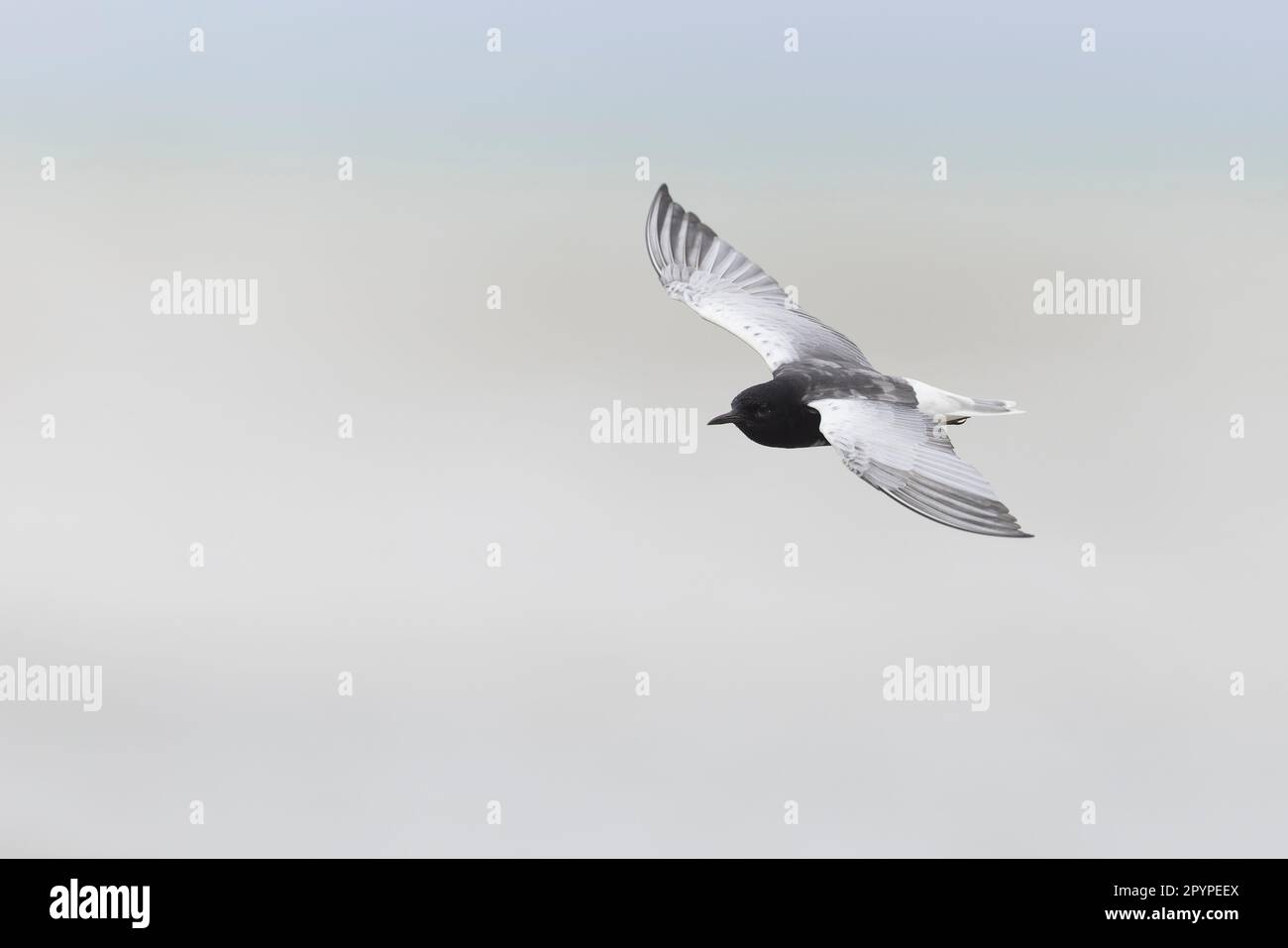 The white-winged tern, or white-winged black tern (Chlidonias ...