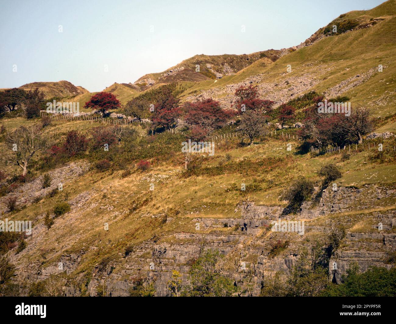 Fruiting hawthorn adds a splash of red to a hillside in the Brecon ...