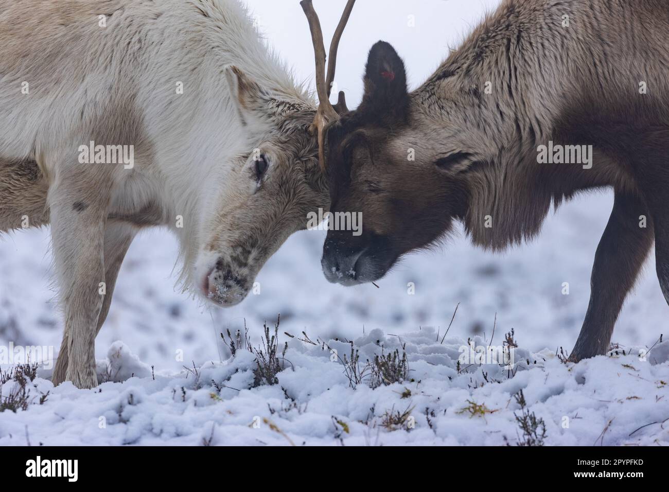 Two reindeer standing in a foggy winter landscape, facing each other ...
