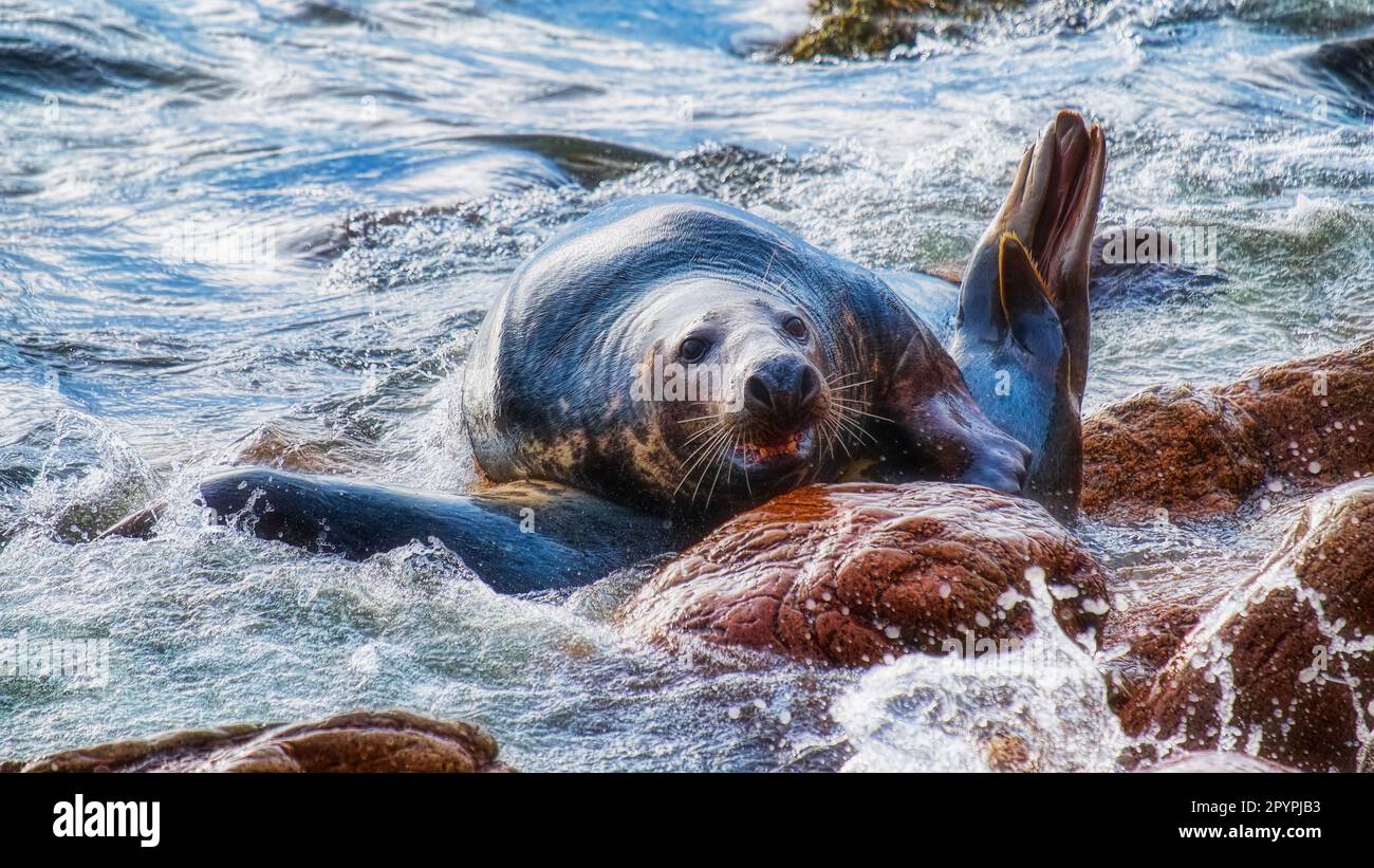 Bull grey seal mating Stock Photo - Alamy